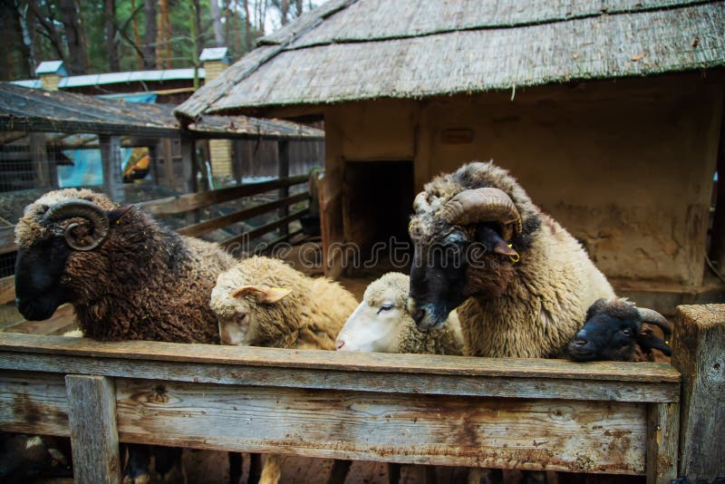 Eat Sheep at an Aviary on a Farm. Selective Focus Stock Photo - Image ...