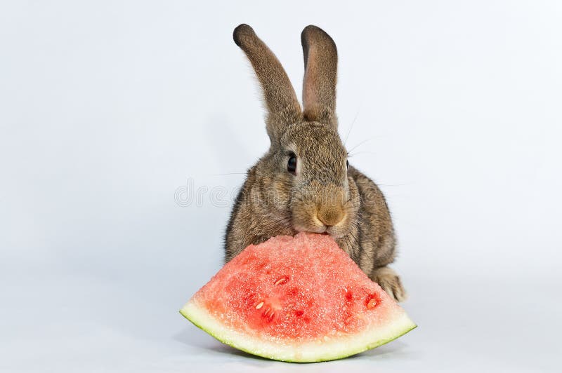 Eat watermelon to rabbit stock photo. Image of sitting - 31945886