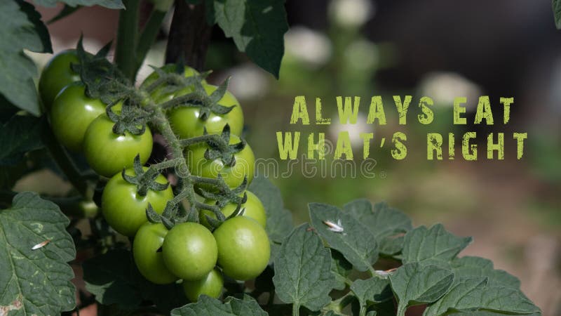Always Eat What S Right Phrase. Fresh Fruits and Vegetables Stock Photo ...