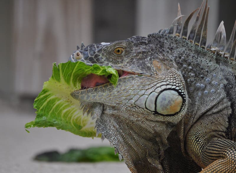 Prehistoric Looking Iguana Eating Lettuce Stock Photos - Free & Royalty ...
