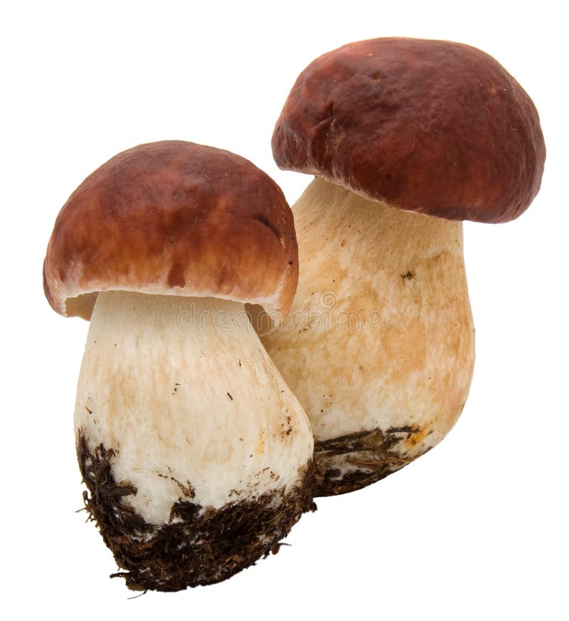Mushroom Boletus stock photo. Image of edulis, mushroom - 35326050