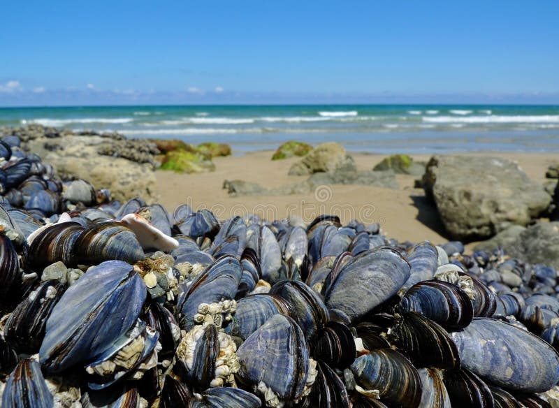 Eatable mussels on rocks stock image. Image of food, beach - 15351685