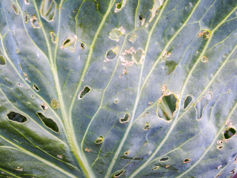 Eaten Cabbage with Snails and Pests, Damage from Insect Invasion Stock ...
