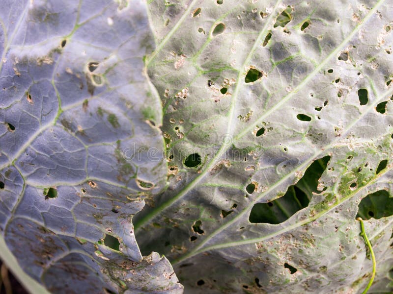 Eaten Cabbage with Snails and Pests, Damage from Insect Invasion Stock ...
