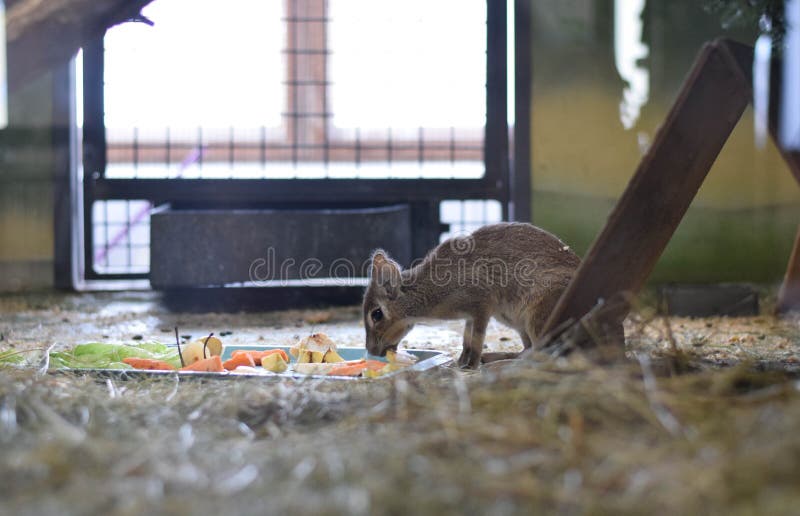 Eating animal stock photo. Image of cute, carrot, animal - 140226444