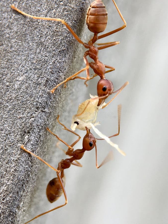 The eating ant stock image. Image of ants, aeating, eating - 113876139