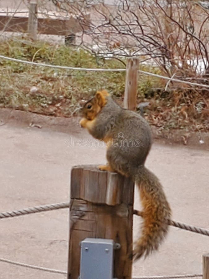 Eating away nuts stock image. Image of rabbit, nature - 230114011