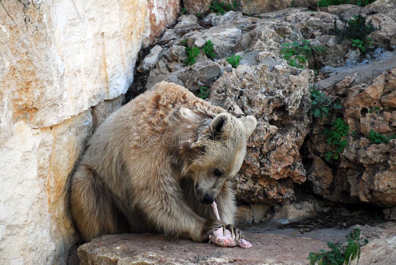 Brown bear eating meat stock photo. Image of rain, species - 33058456