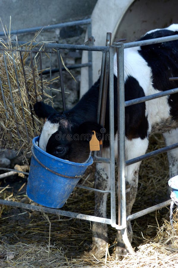 Eating beef stock photo. Image of closeup, people, animal - 176114884