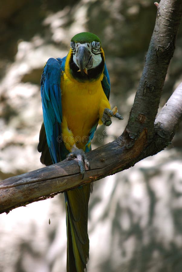 Eating Blue and Gold Parrot Stock Image - Image of beauty, rare: 14827399