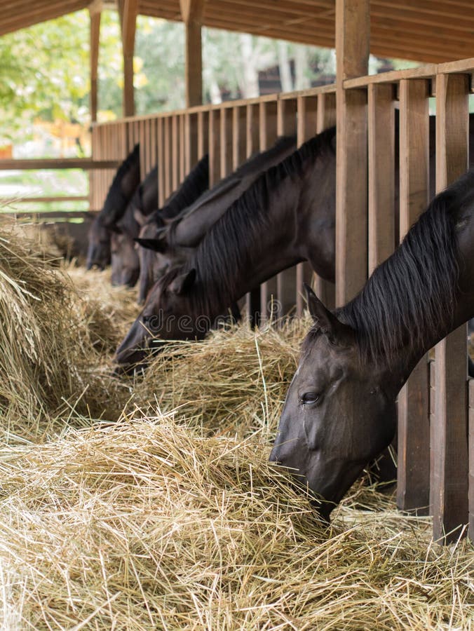 Eating stock photo. Image of feed, brown, eating, forage - 67616576