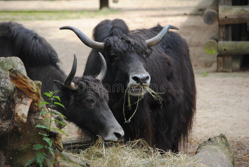 Eating buffalo stock image. Image of dierentuin, eating - 127235109