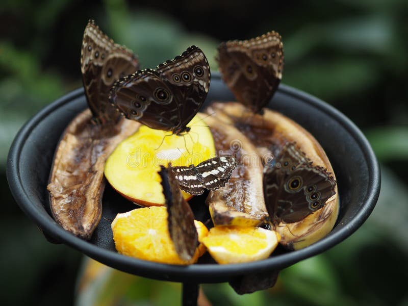 Butterflies Eating Fruit Dish Stock Photos - Free & Royalty-Free Stock ...