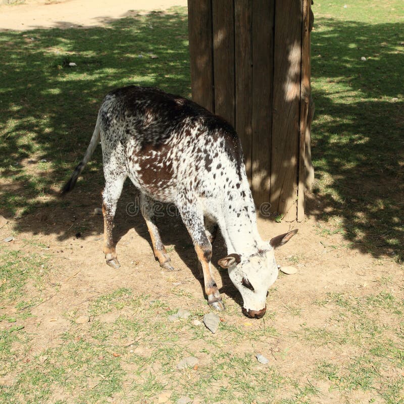 Eating calf stock photo. Image of ranch, eating, feed - 59931400