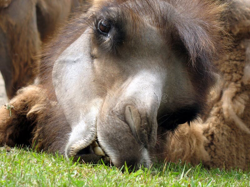 Eating camel stock photo. Image of eating, lunch, dromedar - 2539334