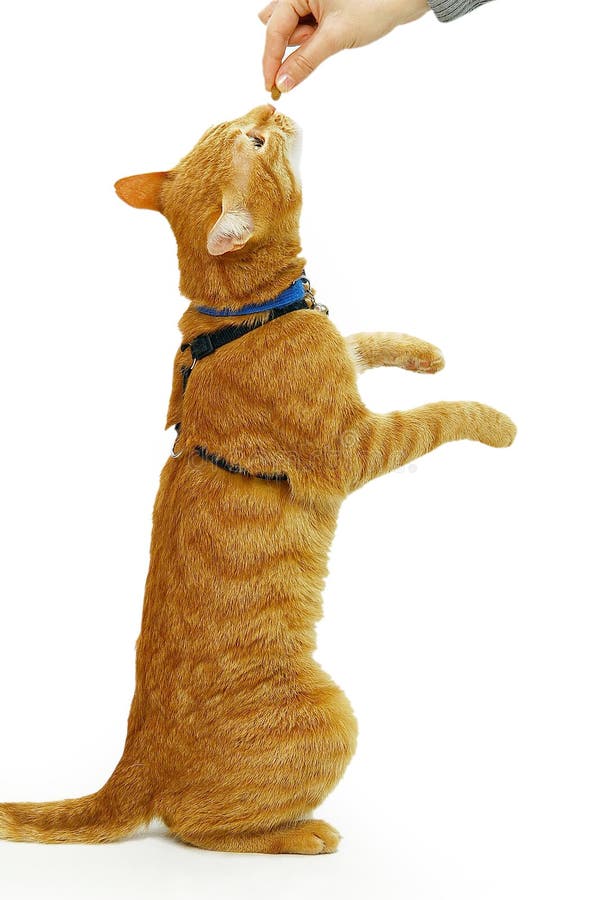 Eating cat stock image. Image of face, cute, beautiful - 20474489