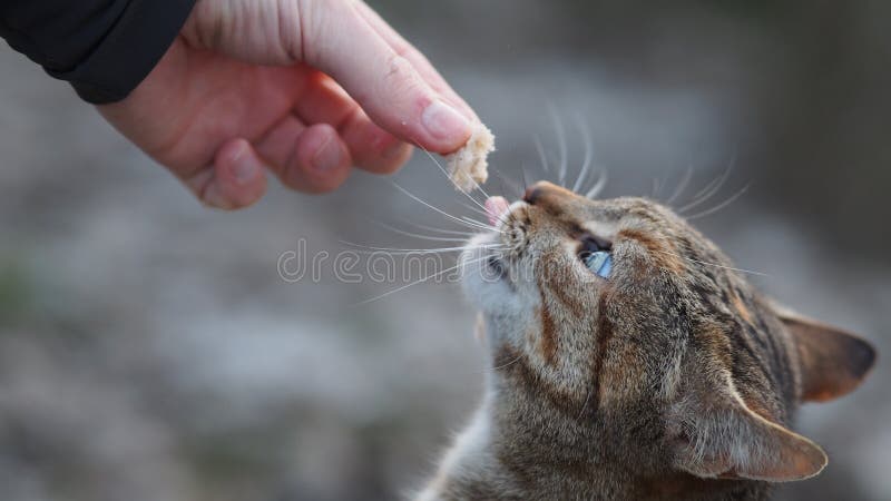 Cat eating stock image. Image of gray, closeup, grey - 42761351