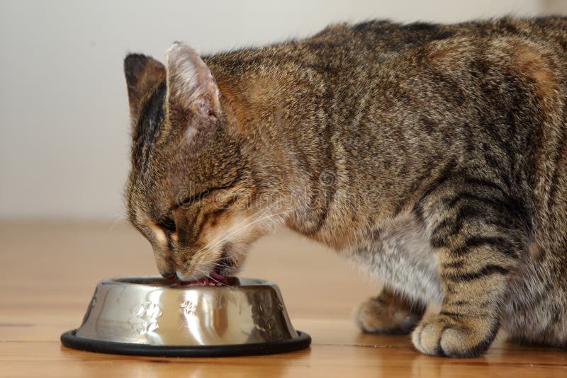 Eating cat stock photo. Image of feline, green, desk - 50173892