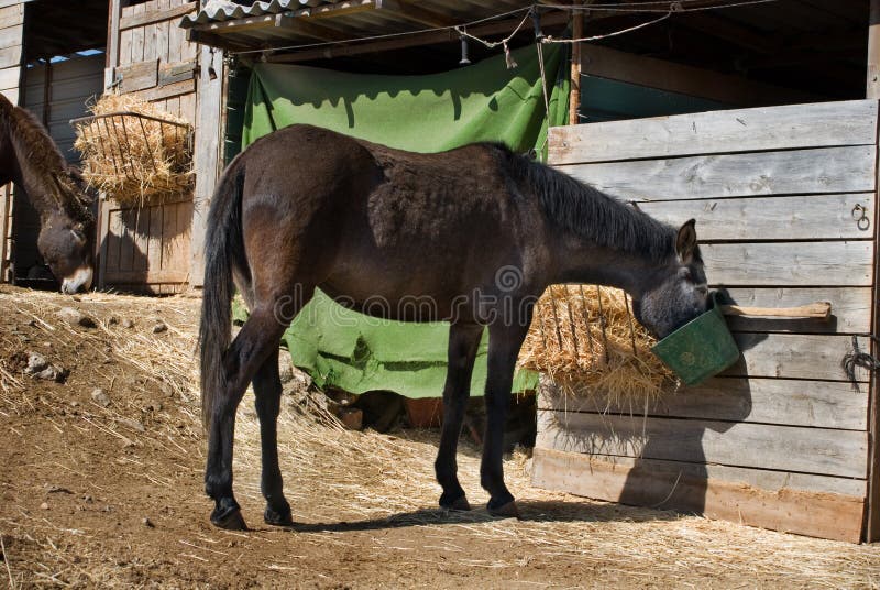 Eating Catalan Donkey, Mule Stock Image - Image of donkey, original ...