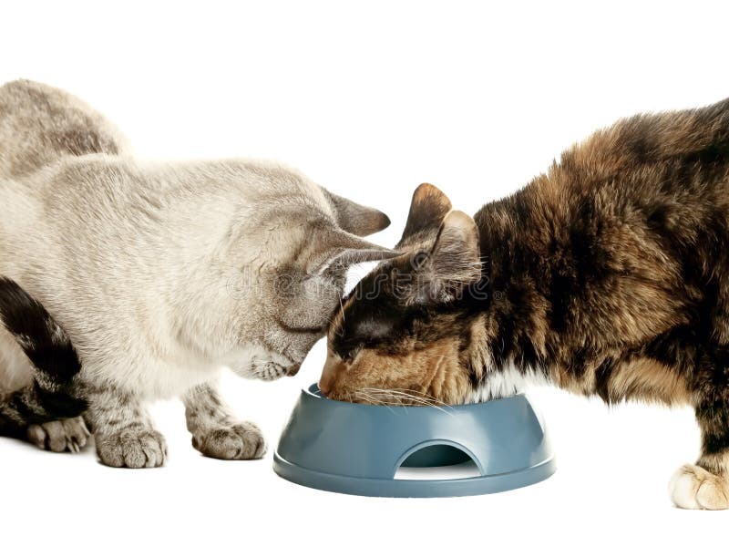 Eating cats stock photo. Image of furry, eating, pedigreed - 19195826