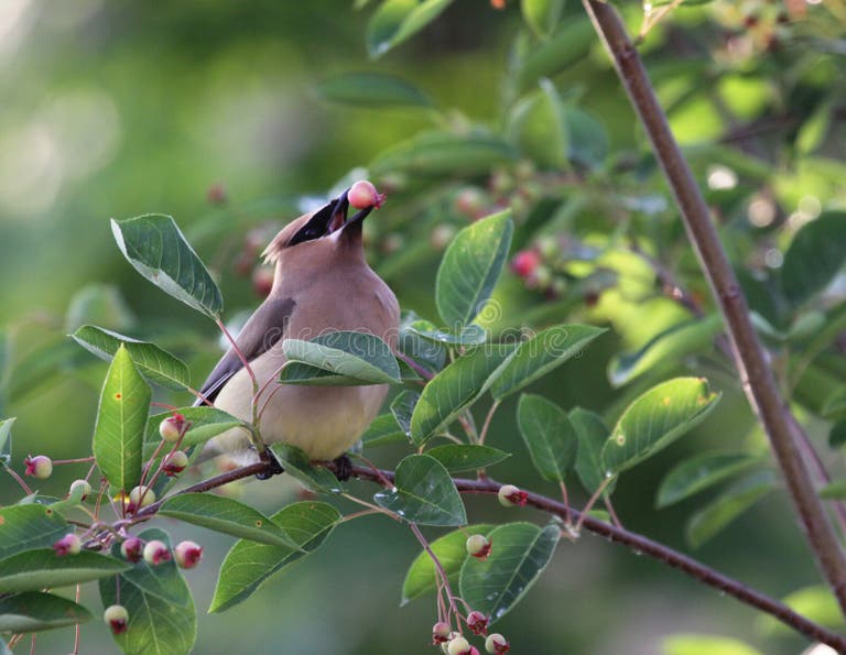 787 Eating Swallowing Stock Photos - Free & Royalty-Free Stock Photos ...