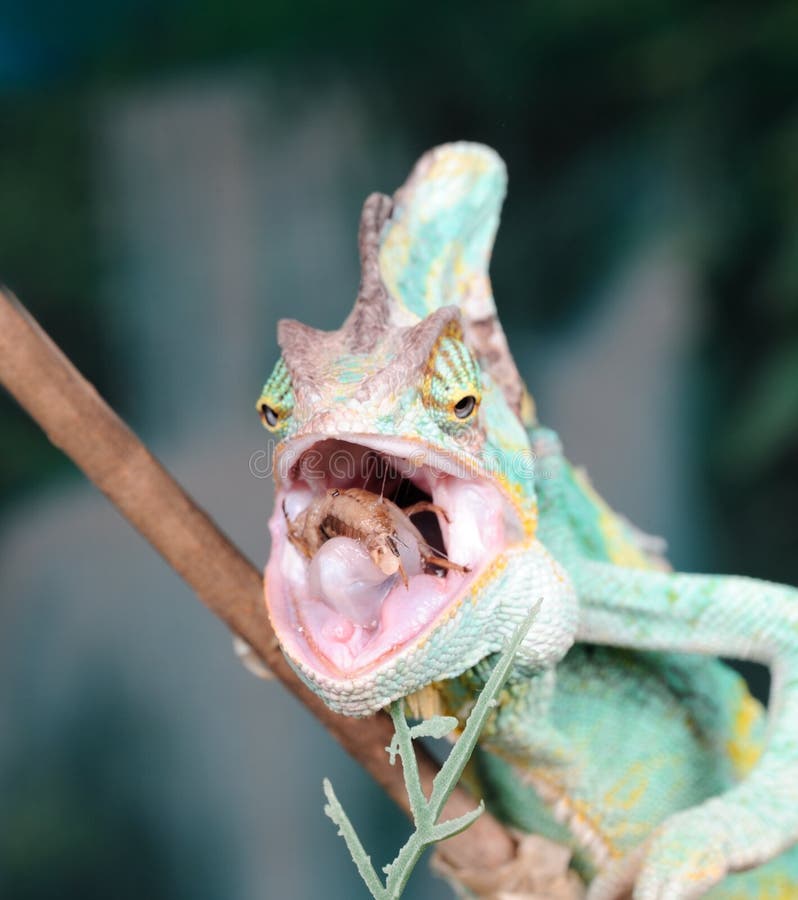 Eating chameleon stock image. Image of space, growth - 14376733