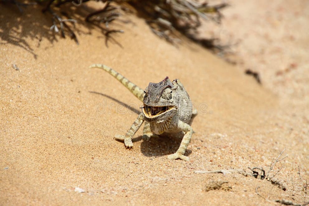 Eating_chameleon stock photo. Image of chameleon, insect - 42756096