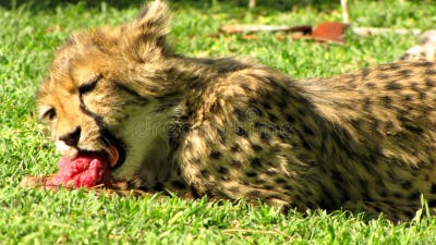 Eating cheetah stock image. Image of domestic, head, meat - 13130933
