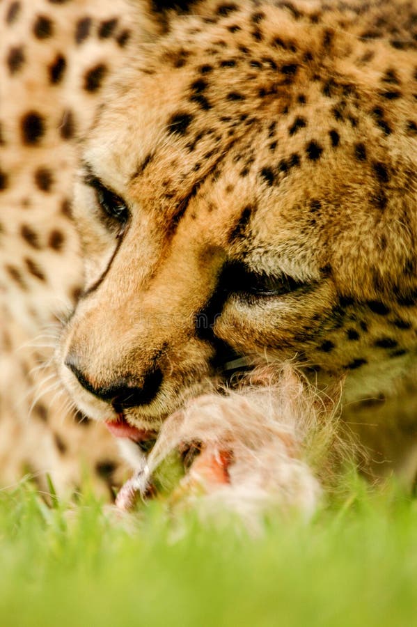 Eating cheetah stock photo. Image of flashy, lunch, tasty - 7085650