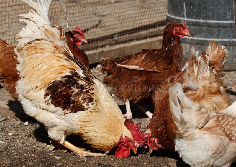 Eating with chickens stock image. Image of bird, dominant - 27811685