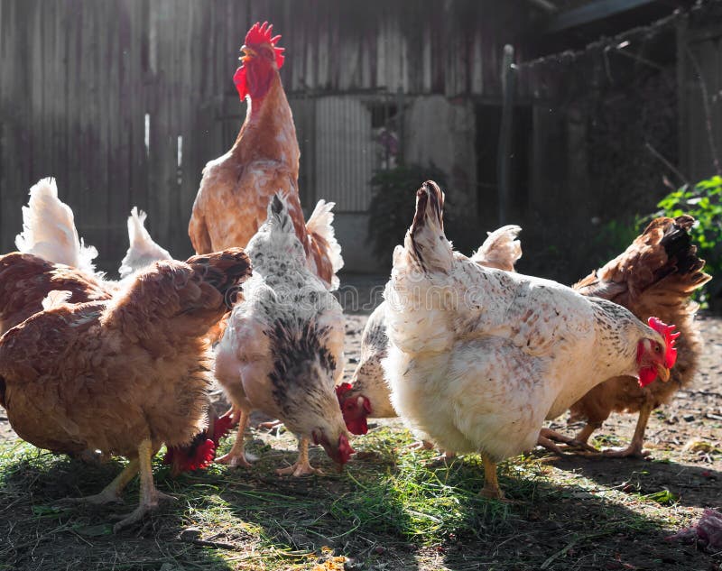 Eating Chickens on Poultry Yard Stock Photo - Image of farming, animal ...