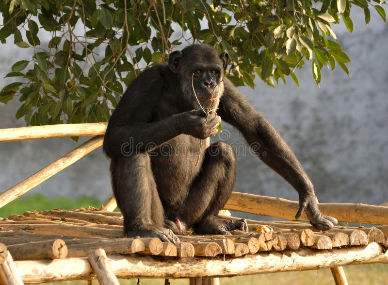 Eating chimpanzee stock image. Image of sunny, wild, mammals - 12467303