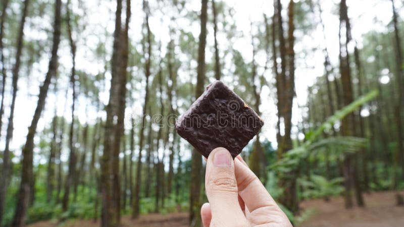 Eating Chocolate Cookies in a Nature Filled with Pine Trees Stock Image ...