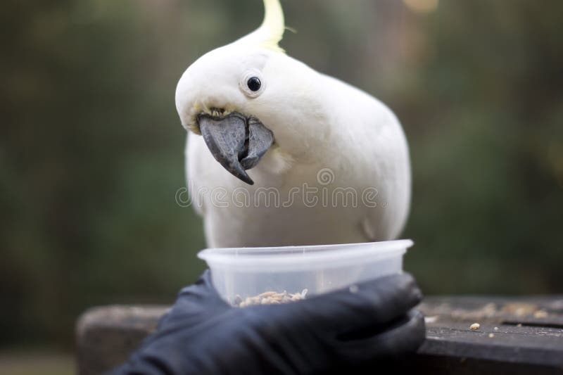 Eating cockatoo stock photo. Image of feeding, australian - 14226666