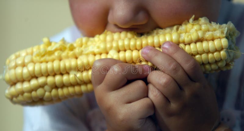 Eating corn stock photo. Image of corns, corn, yellow - 1448070