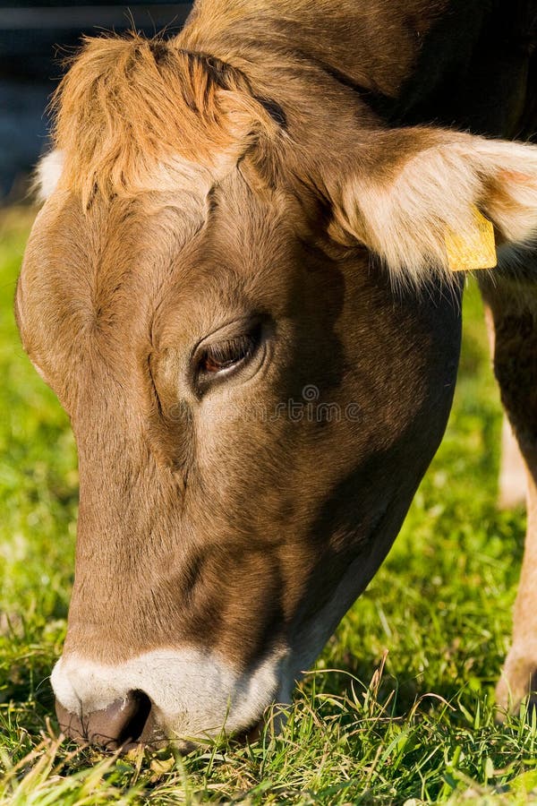 Eating cow stock photo. Image of field, farm, agriculture - 16990576