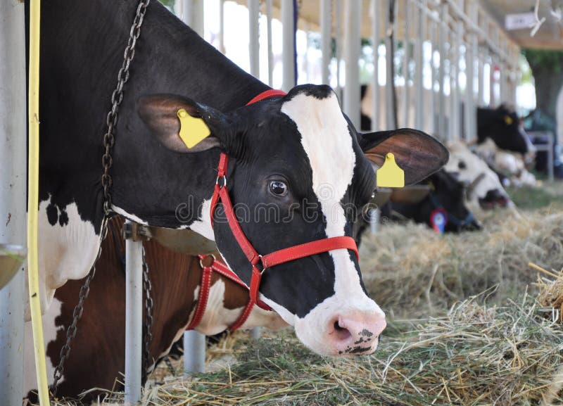 Eating cow stock image. Image of farm, closeup, mammal - 60049757