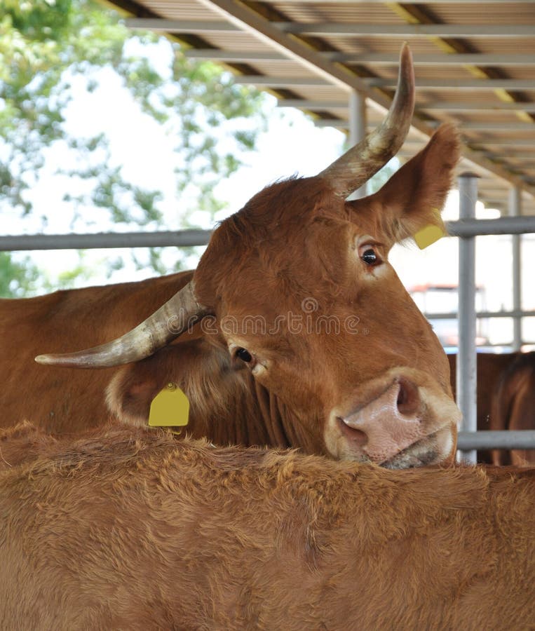 Eating cow stock photo. Image of farm, mammal, mill, barn - 60049792