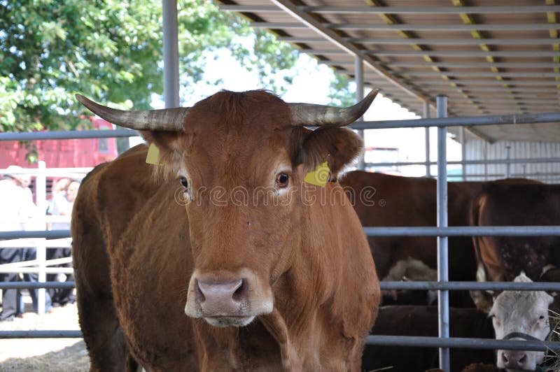 Eating cow stock photo. Image of wind, barley, mammal - 60050216