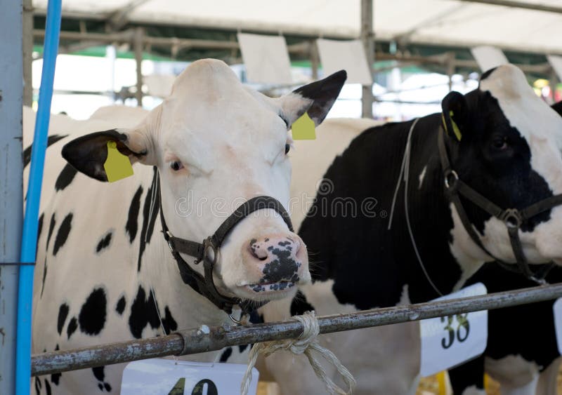 Eating cow stock image. Image of dairy, calf, cereal - 54935943