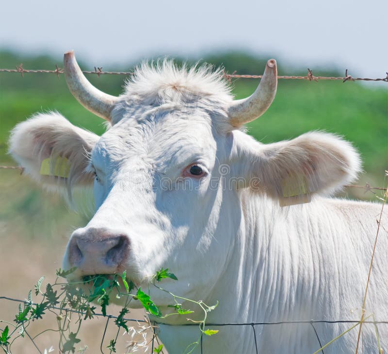 Eating cow stock photo. Image of barbed, mammal, land - 31750518