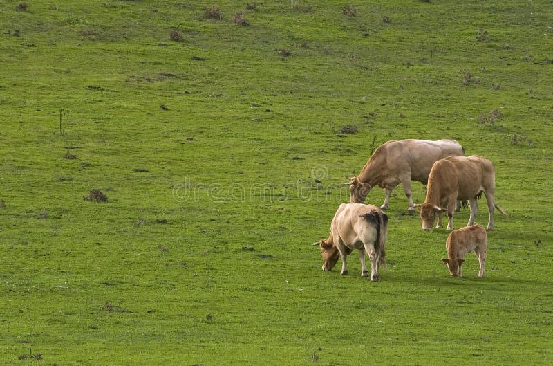 Eating cows stock image. Image of farm, animal, farmer - 356845
