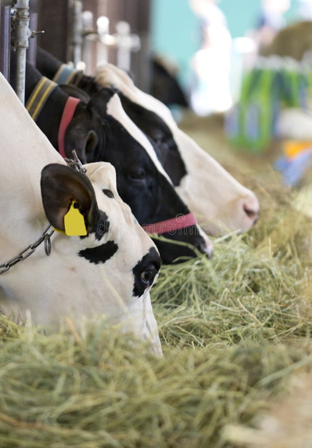 Eating cow stock image. Image of animals, bull, pets - 54935903