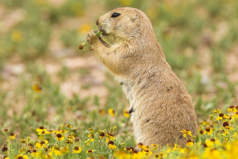 DOG EATING DAISIES stock photo. Image of dogs, nature - 89569470