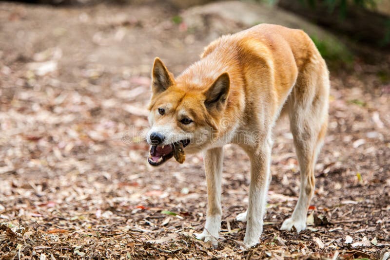 What Will Eat A Dingo