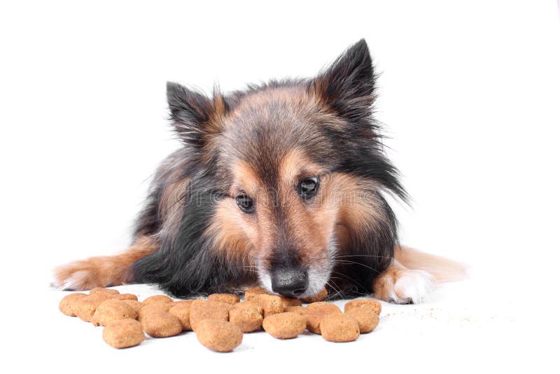 Eating dog stock image. Image of mealtime, nutritional - 11659035