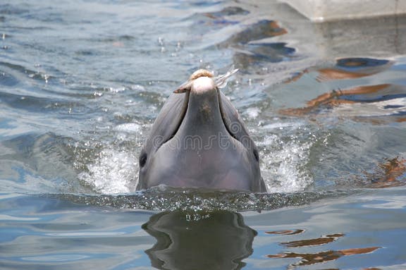 501 Dolphin Eating Fish Stock Photos - Free & Royalty-Free Stock Photos ...