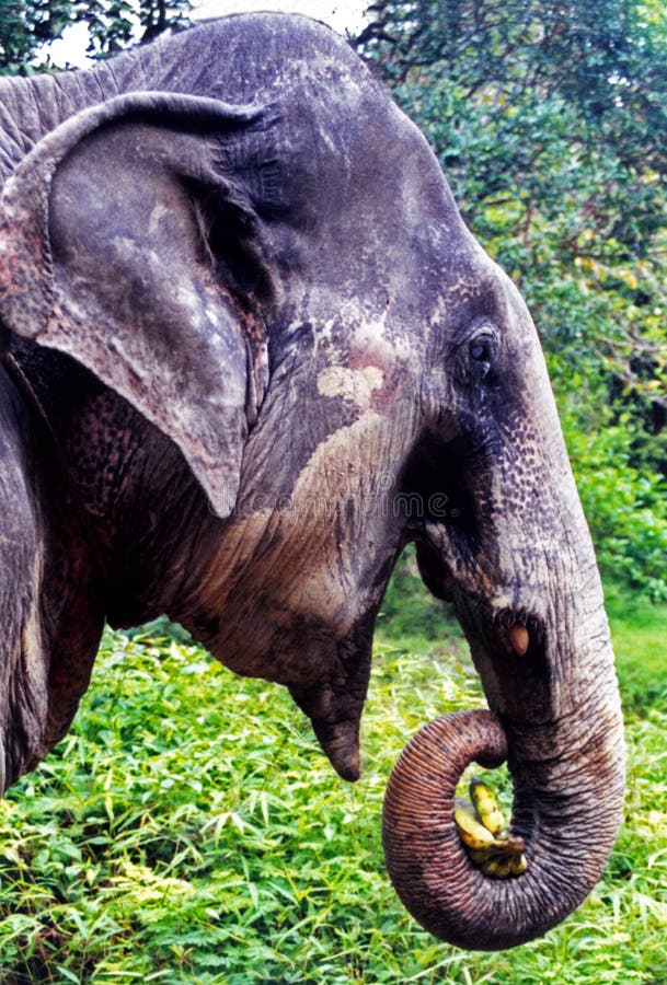 Free Animals (Wildlife) pictures, photos & images - Royalty-Free and ...