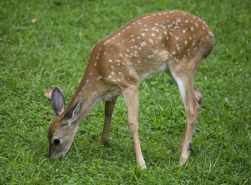 Fawn on the lawn stock image. Image of green, animal, wildlife - 8382869
