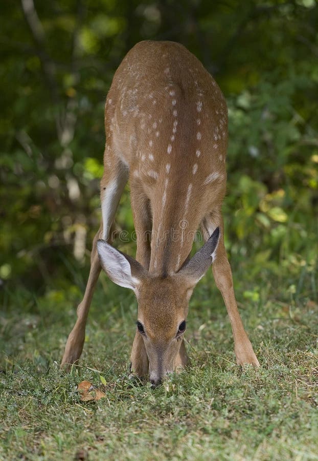 Eating fawn stock photo. Image of fawn, brown, whitetail - 16428642